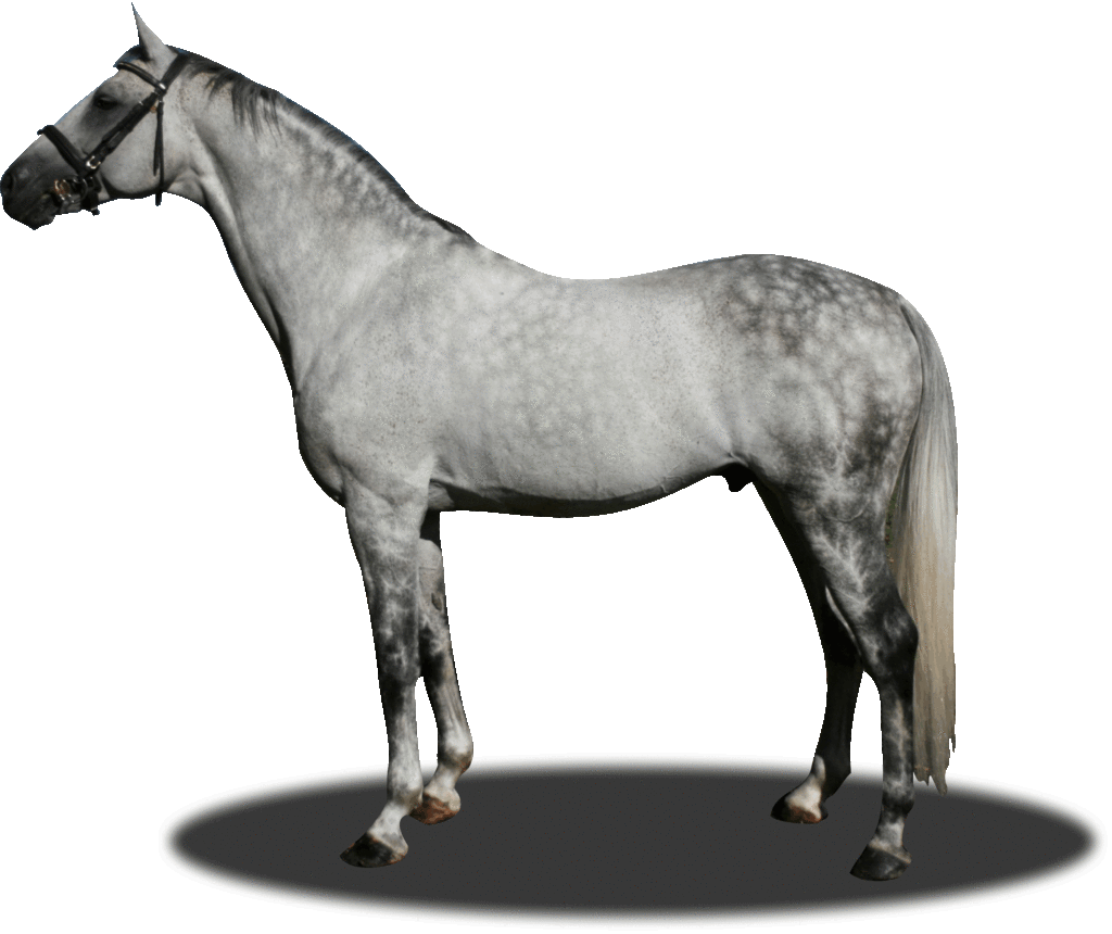 Quidam Blue – Equitop Farm