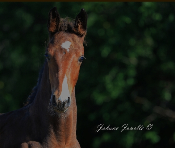 Equitop Farm | Our Horses