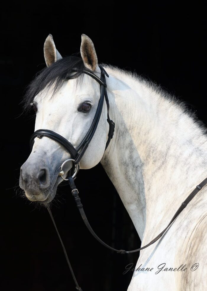 Casparo – Equitop Farm